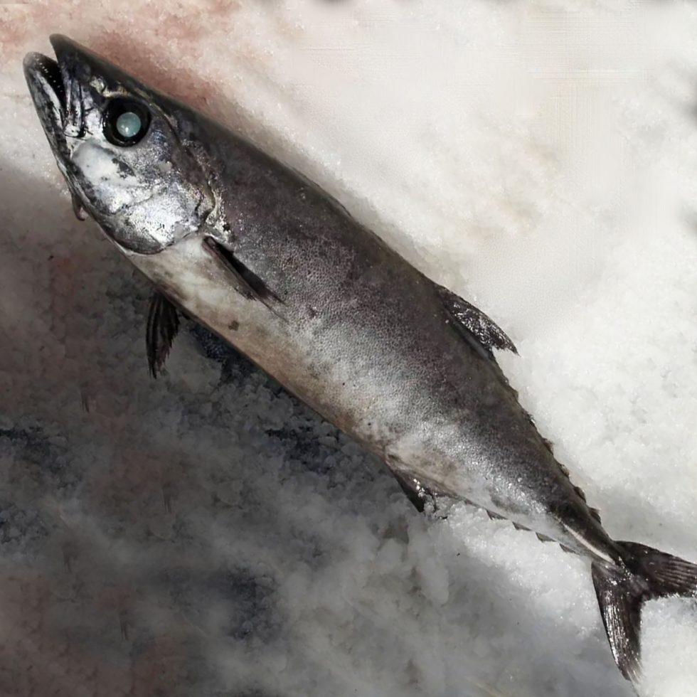 Abura (Escolar) | Supplier of Japanese Food Products, Fresh Frozen ...